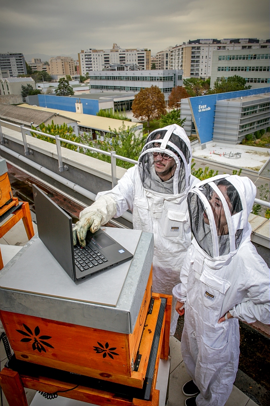 SEM_15993_BD - Somei